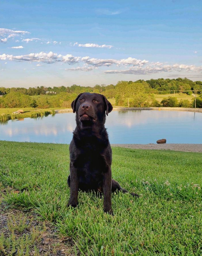 Lost River Ridge Labradors