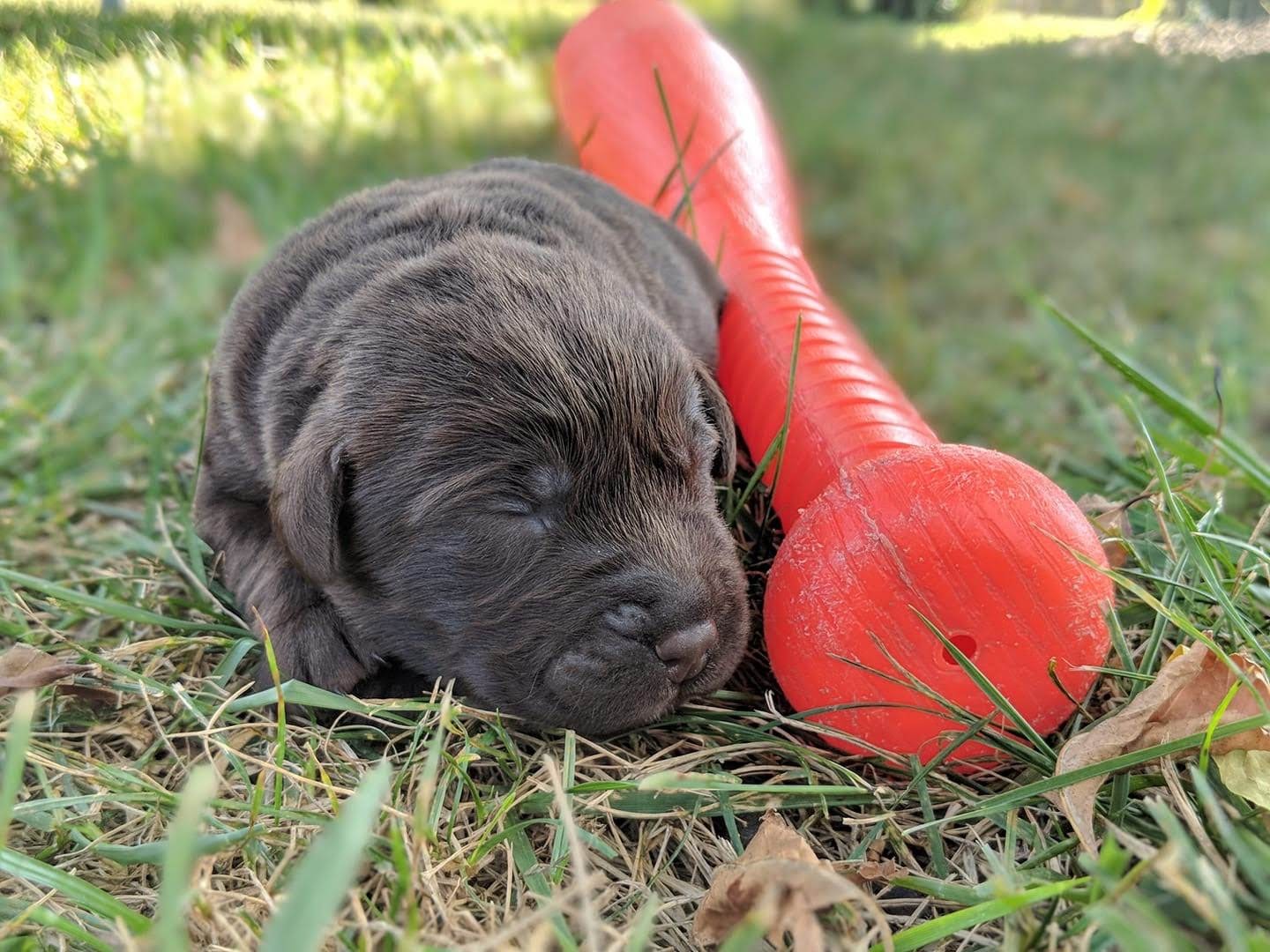 Lost River Ridge Labradors