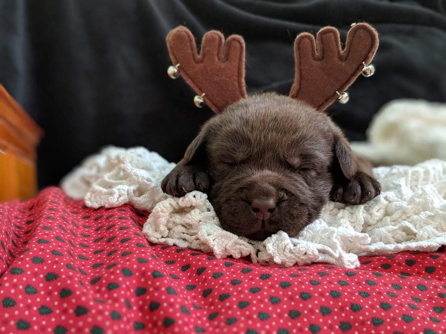 Lost River Ridge Labradors