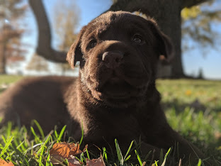 Lost River Ridge Labradors