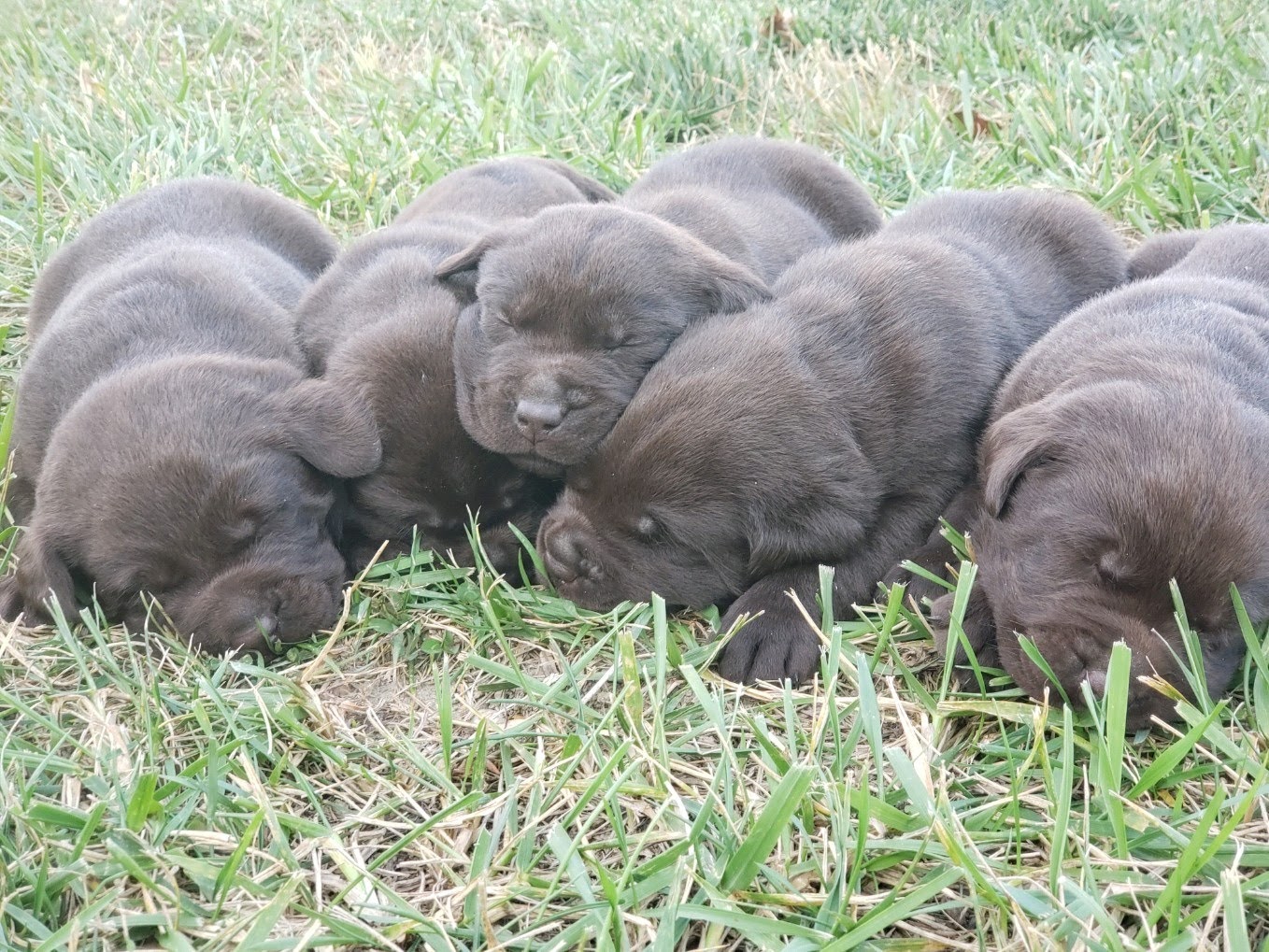 Lost River Ridge Labradors